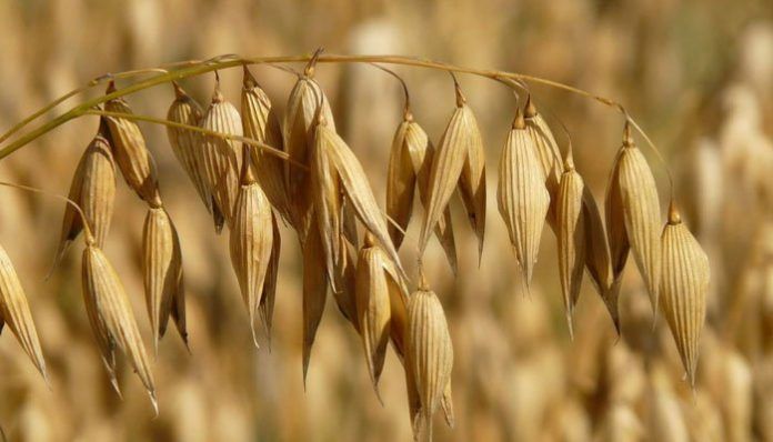 Cum mancam fulgii de ovaz si de ce sunt esentiali intr-o dieta