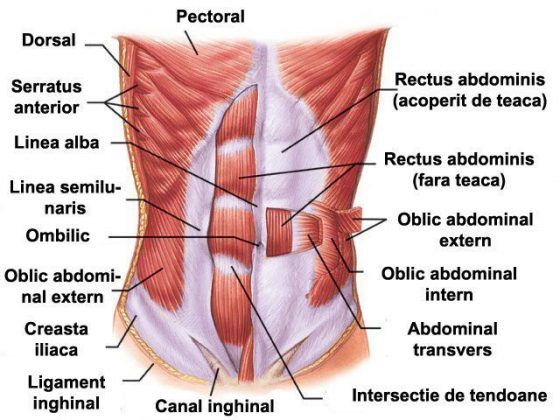 Exercitii abdomen - ghid de antrenament complet